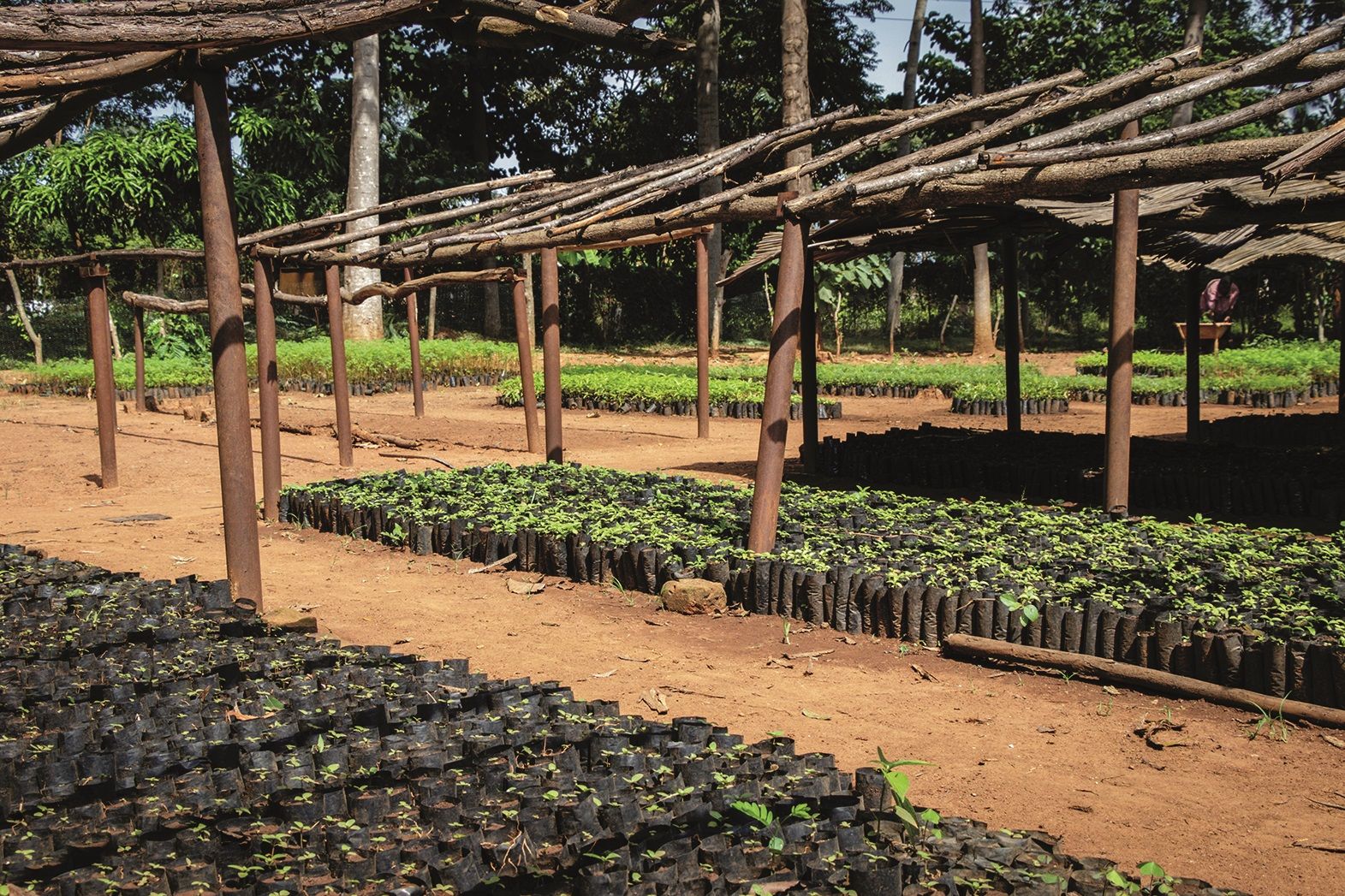 Kikonda Forest Reserve in Uganda