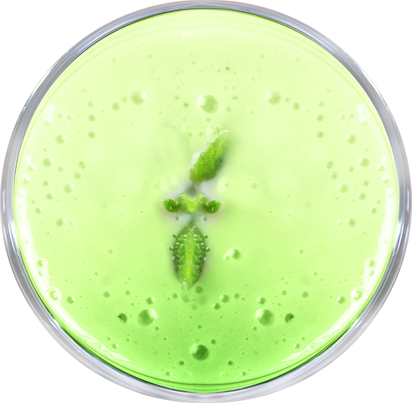 Metabolic Restart Green